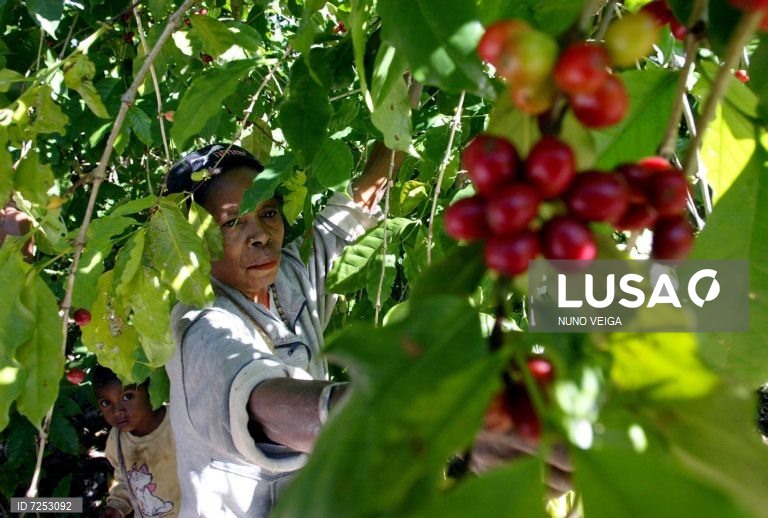 Timor-Leste quer indústria do café com mais acesso ao mercado internacional
